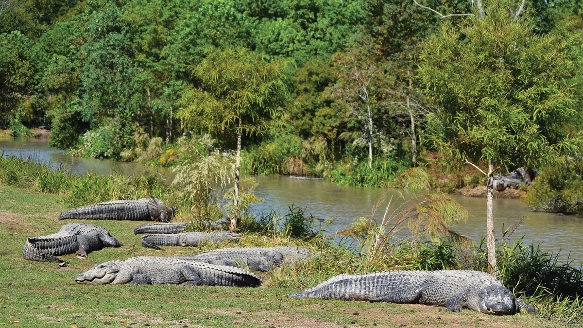 Later, gator! Take a stroll through Summerdale, Alabama’s Alligator Alley